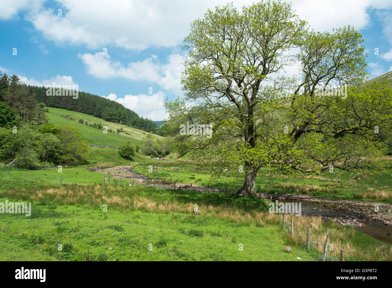 A tree next to a stream In a valley, with hills in the background Stock ...