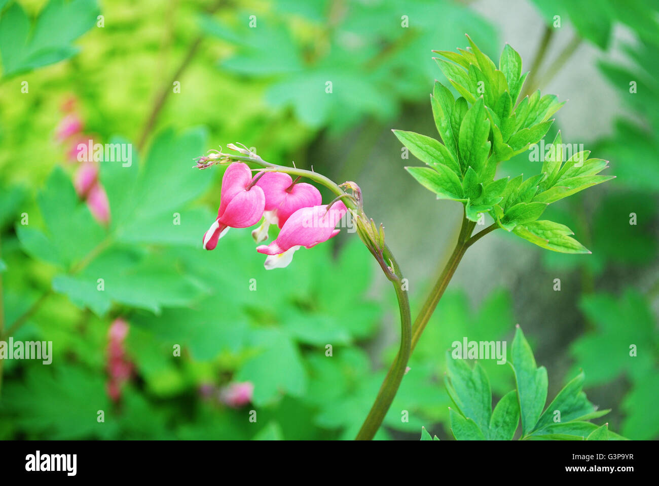 Bleeding heart plant hi-res stock photography and images - Alamy