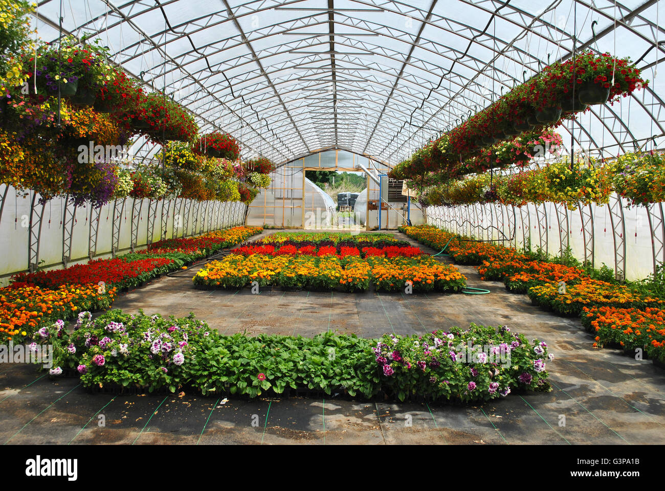 Flowers in Full Bloom Growing in a Greenhouse Stock Photo - Alamy