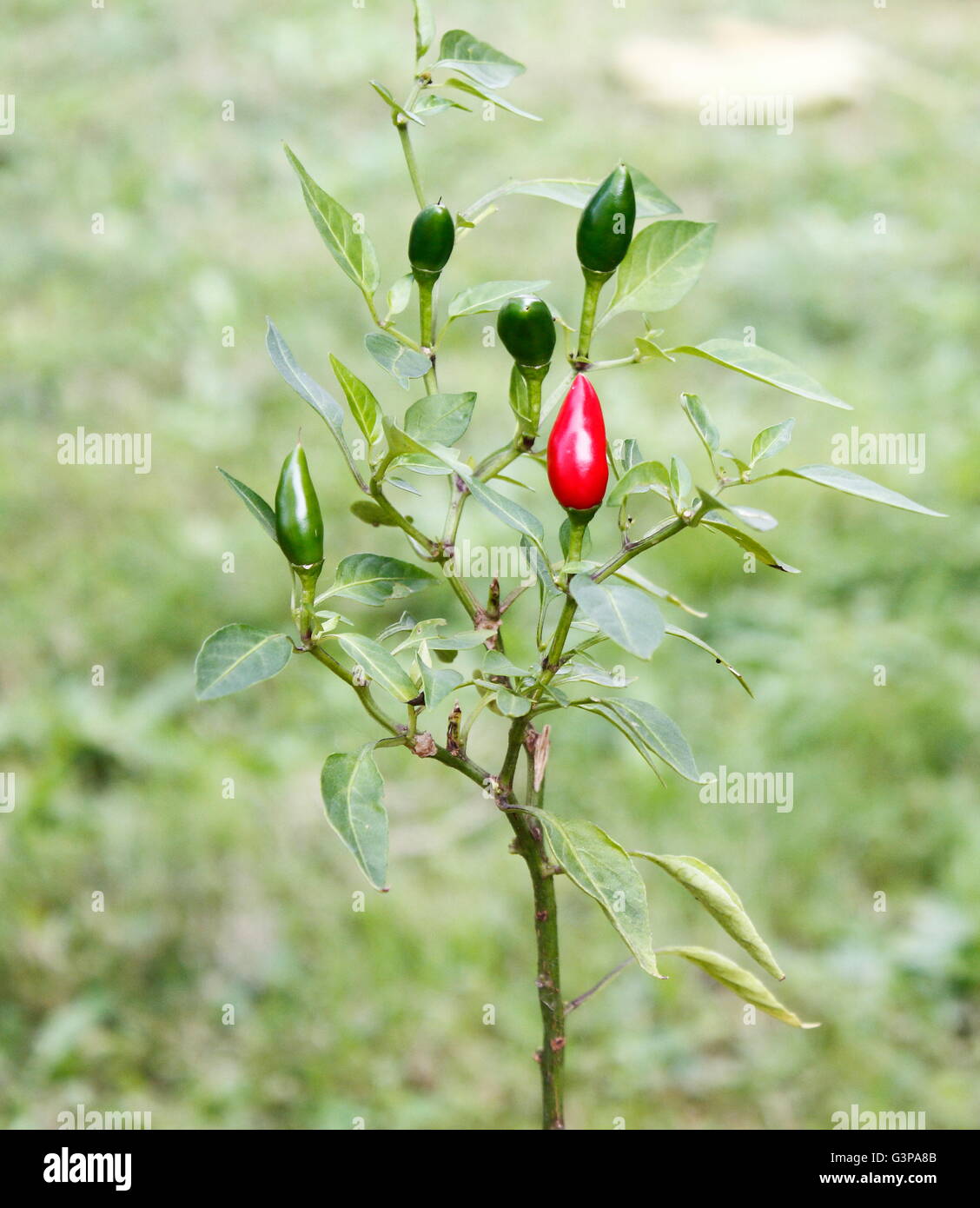 Spciy hi-res stock photography and images - Alamy