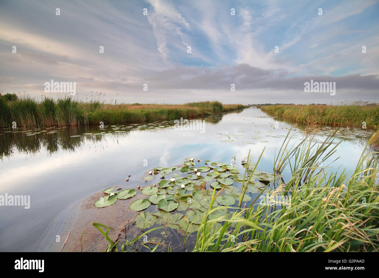 Sky lily view hi-res stock photography and images - Alamy