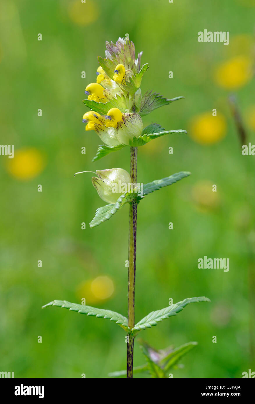 Yellow Rattle - Rhinanthus minor Parasite of grasses Stock Photo - Alamy