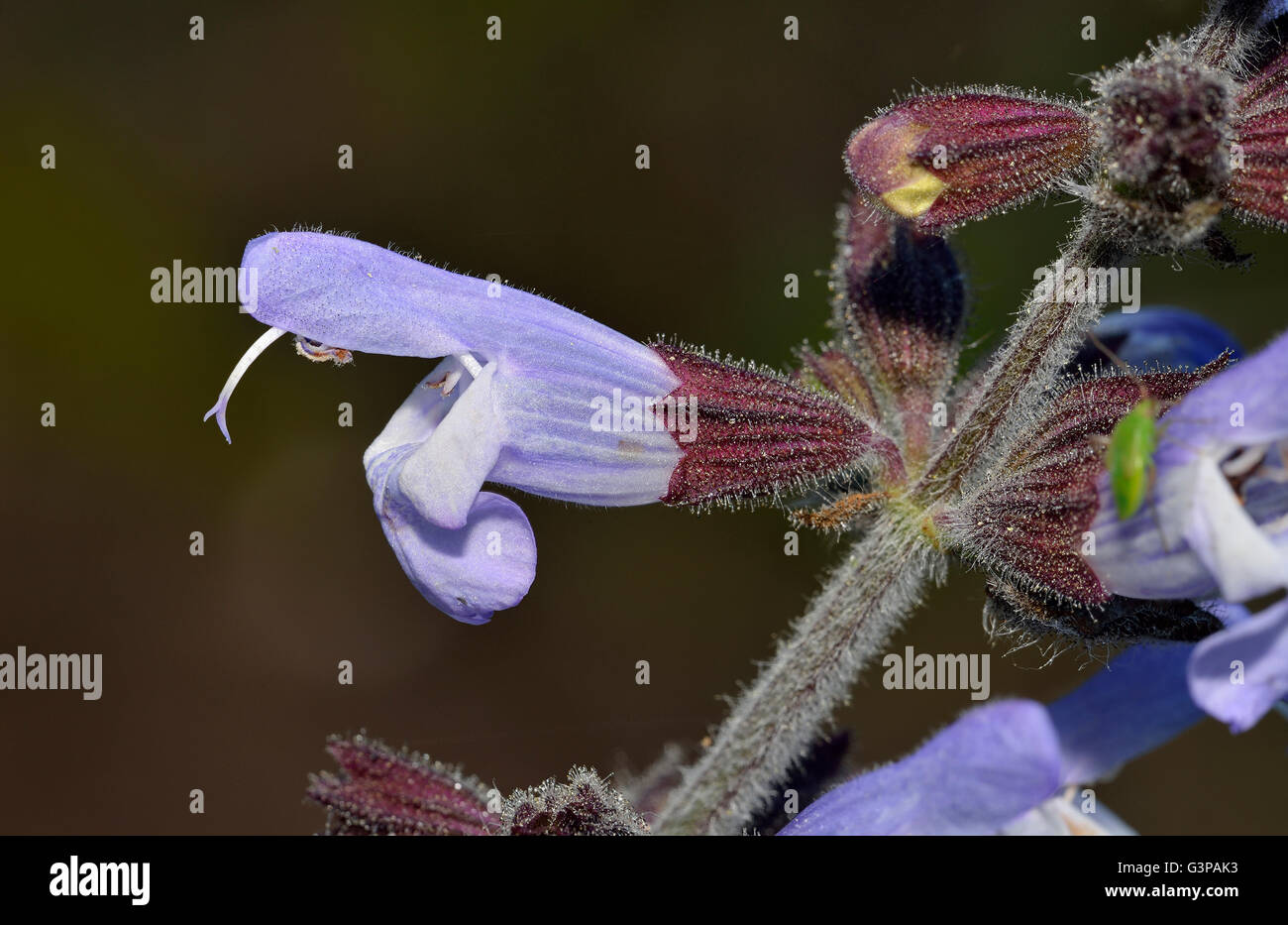 Salvia closeup hi-res stock photography and images - Alamy