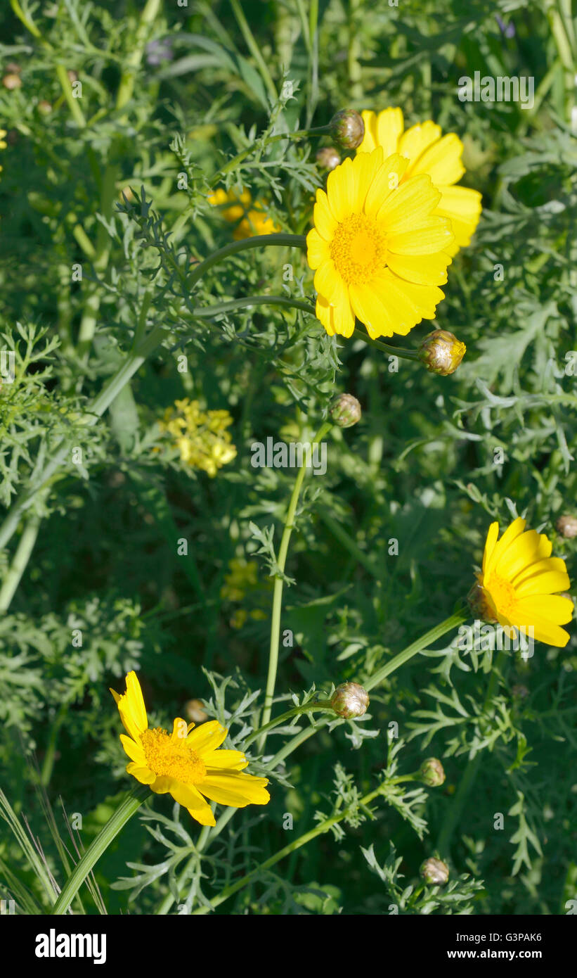 Crown daisy hi-res stock photography and images - Alamy