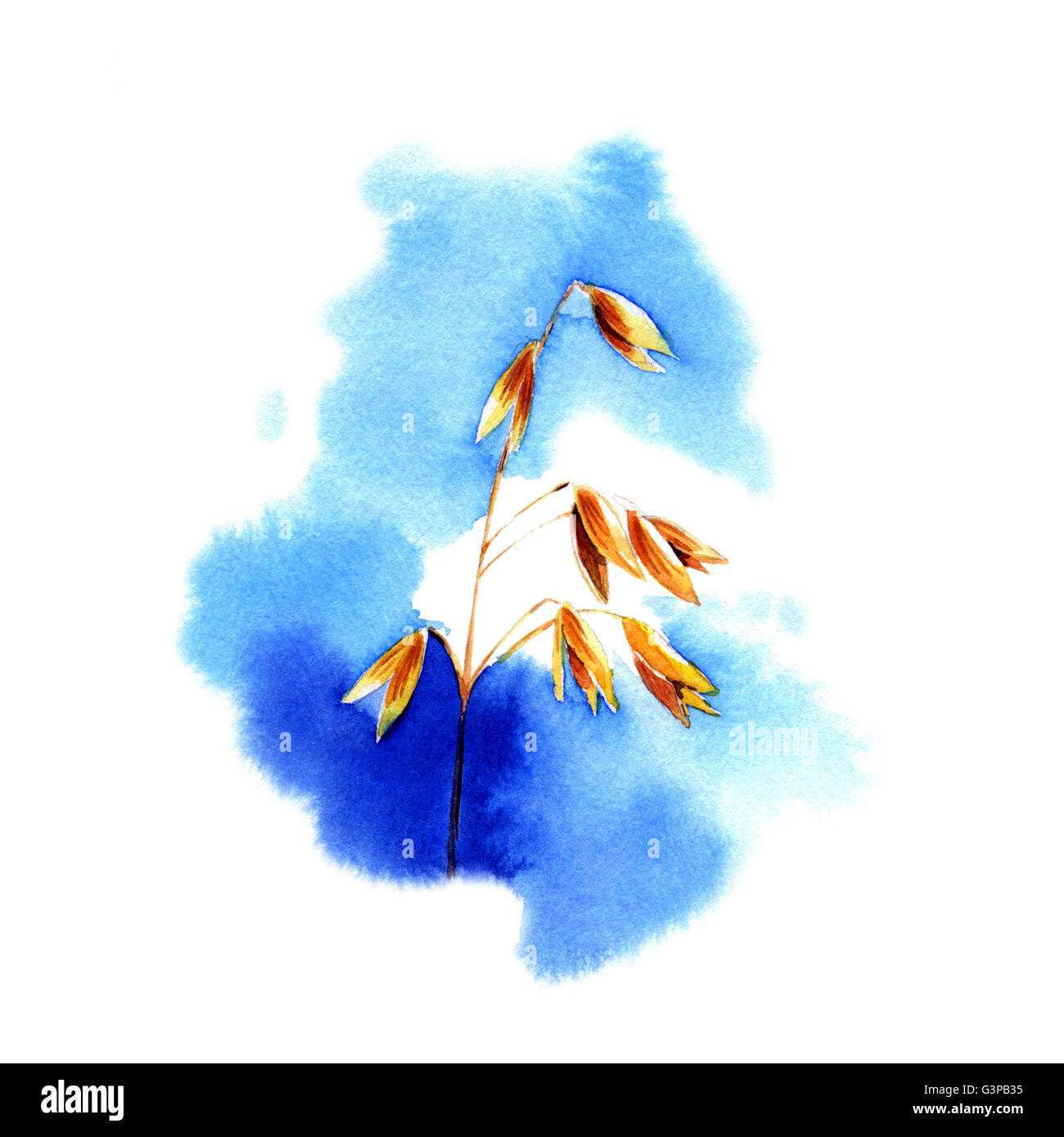 Drawing oats hi-res stock photography and images - Alamy