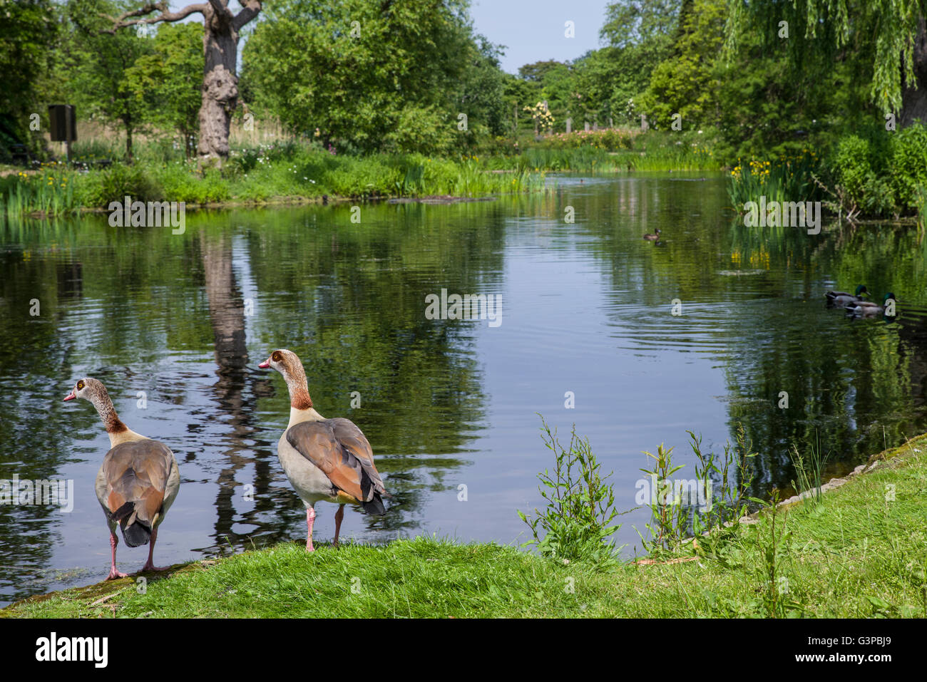 A view of the beautiful Regents Park in London Stock Photo - Alamy