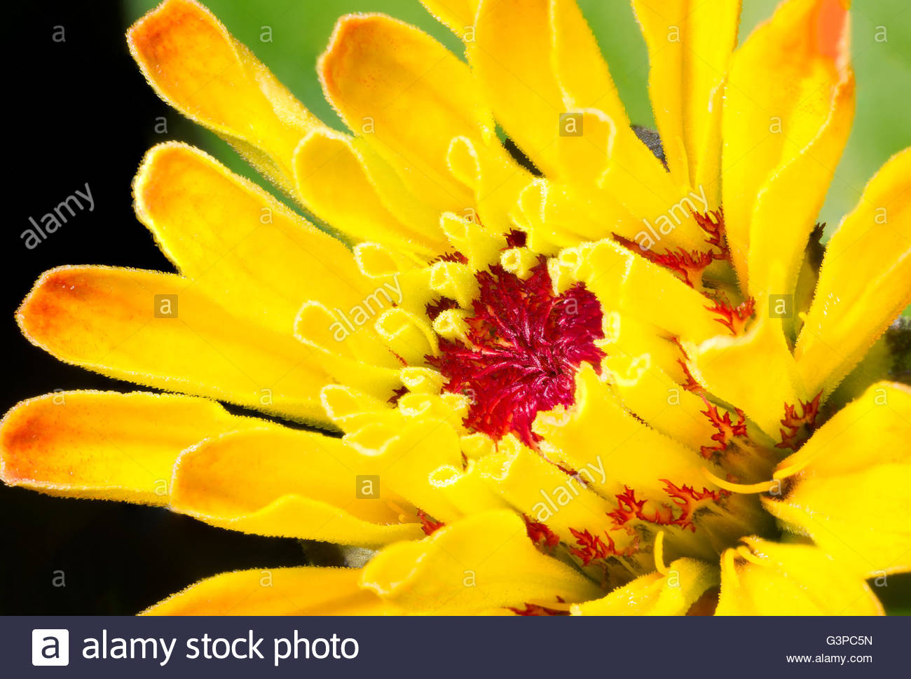 Tubular Blooms High Resolution Stock Photography and Images - Alamy