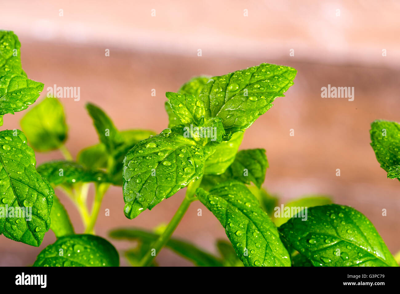 Fresh mint leaf hi-res stock photography and images - Alamy