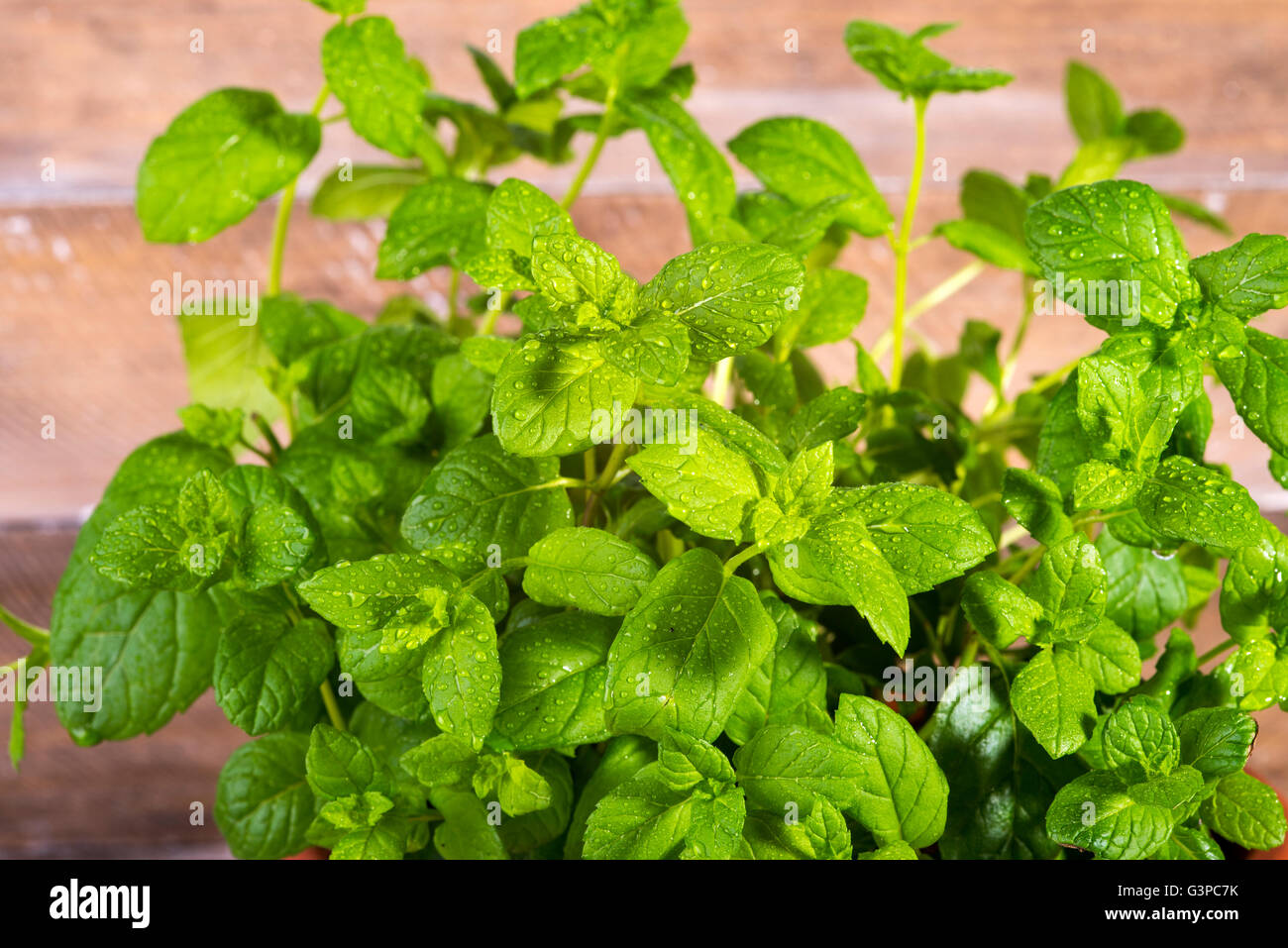 Image of fresh mint in drops of dew Stock Photo - Alamy