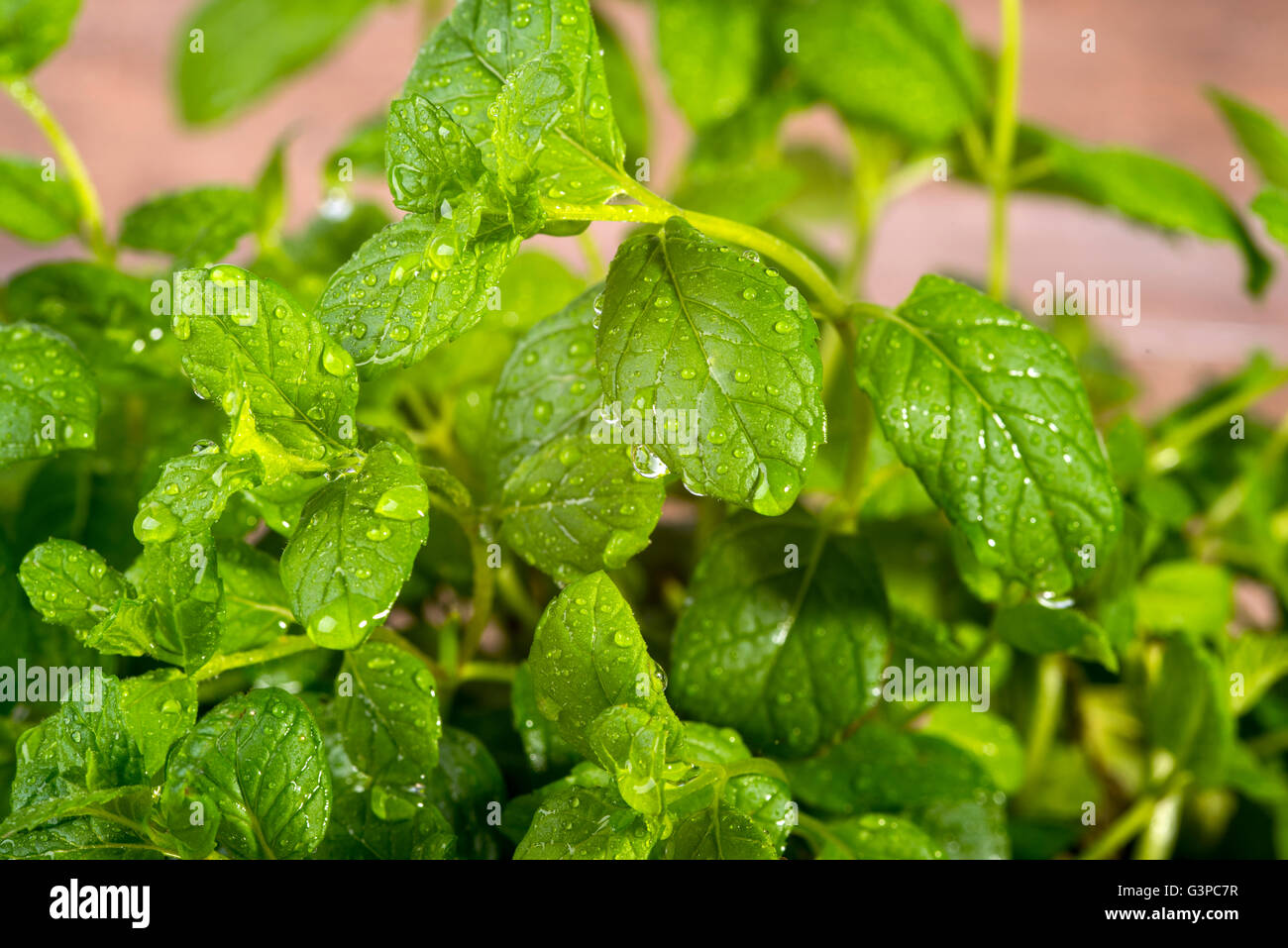 Image of fresh mint in drops of dew Stock Photo - Alamy
