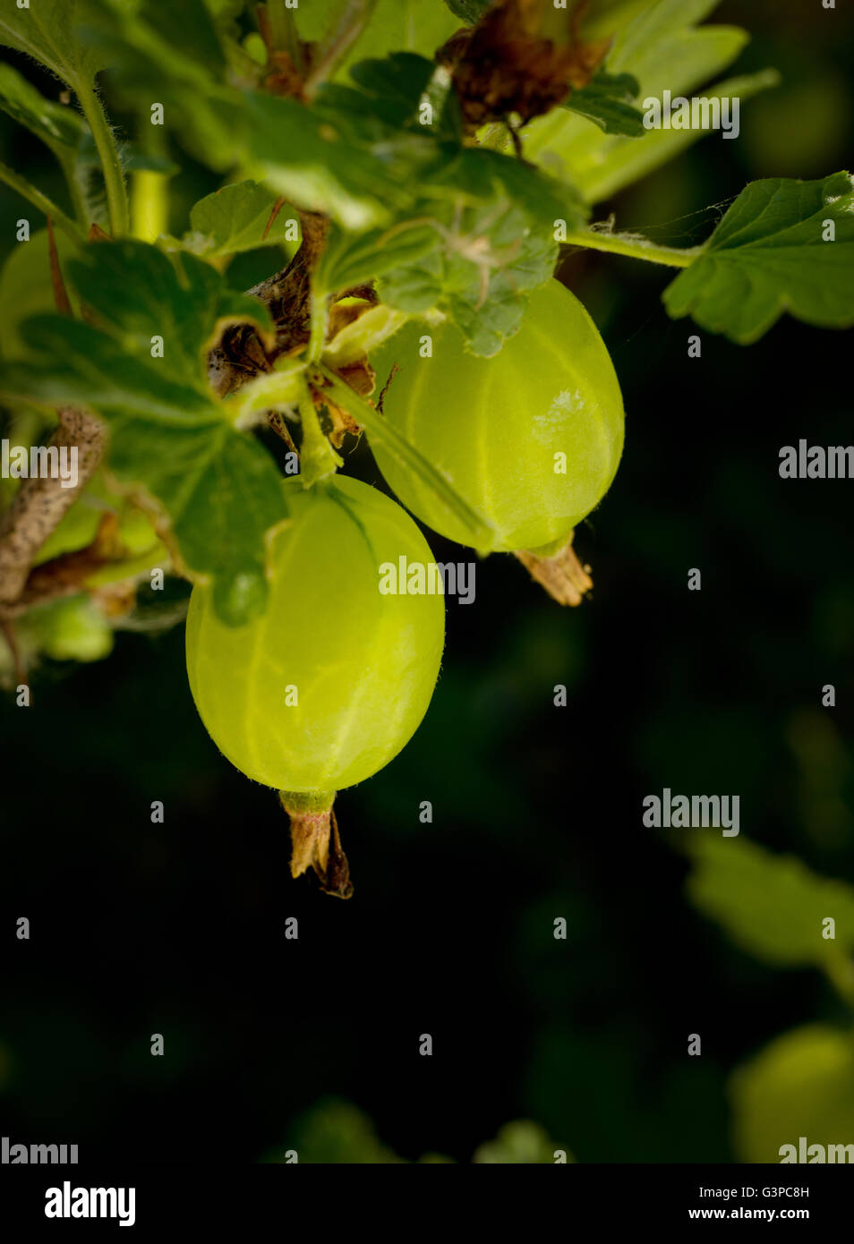 Gooseberry bush hi-res stock photography and images - Alamy