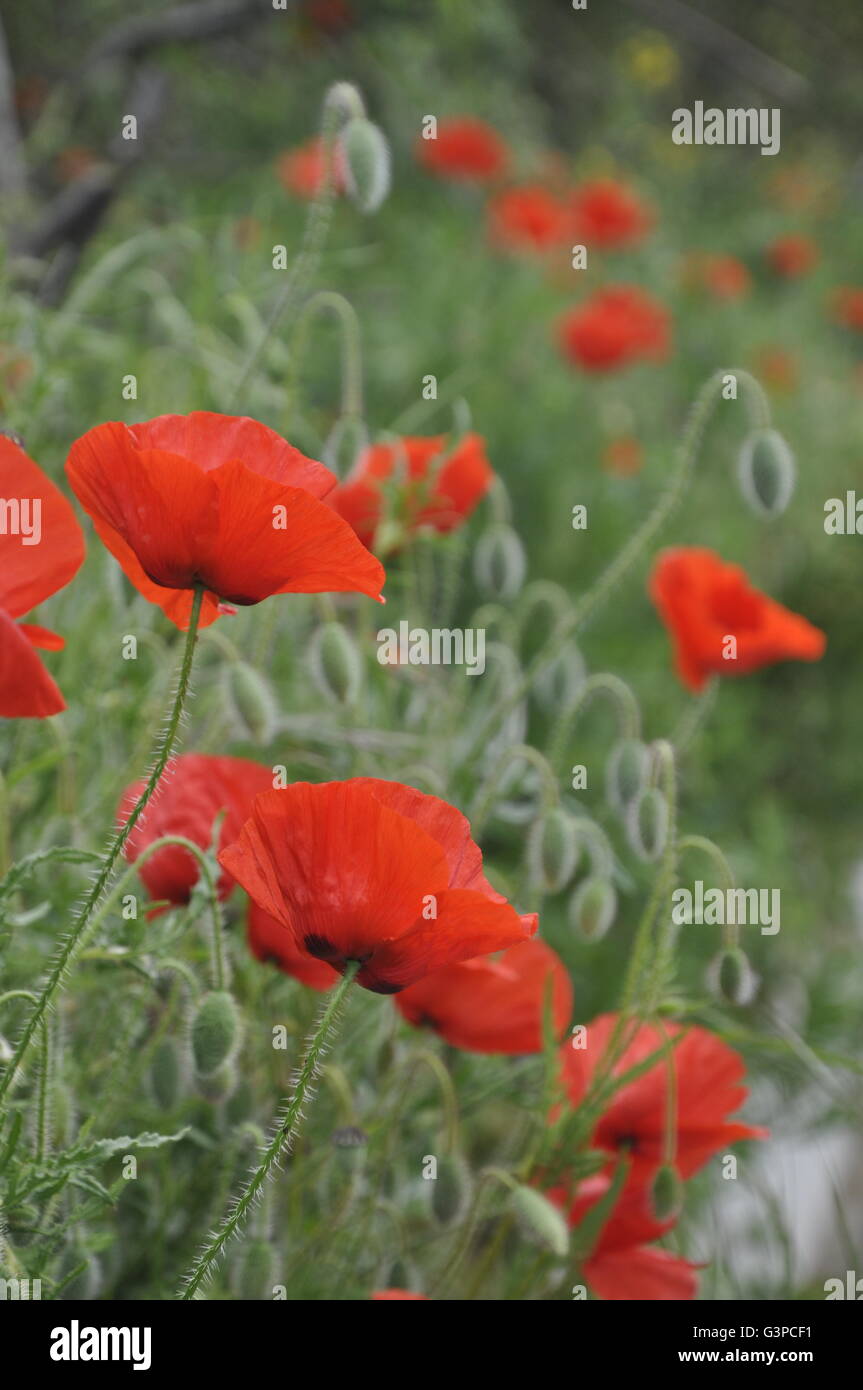 Battlefield poppies hi-res stock photography and images - Alamy
