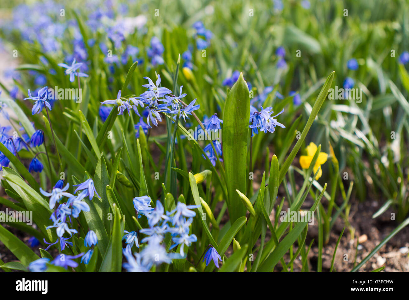 Blue spring flowers in the garden Stock Photo - Alamy
