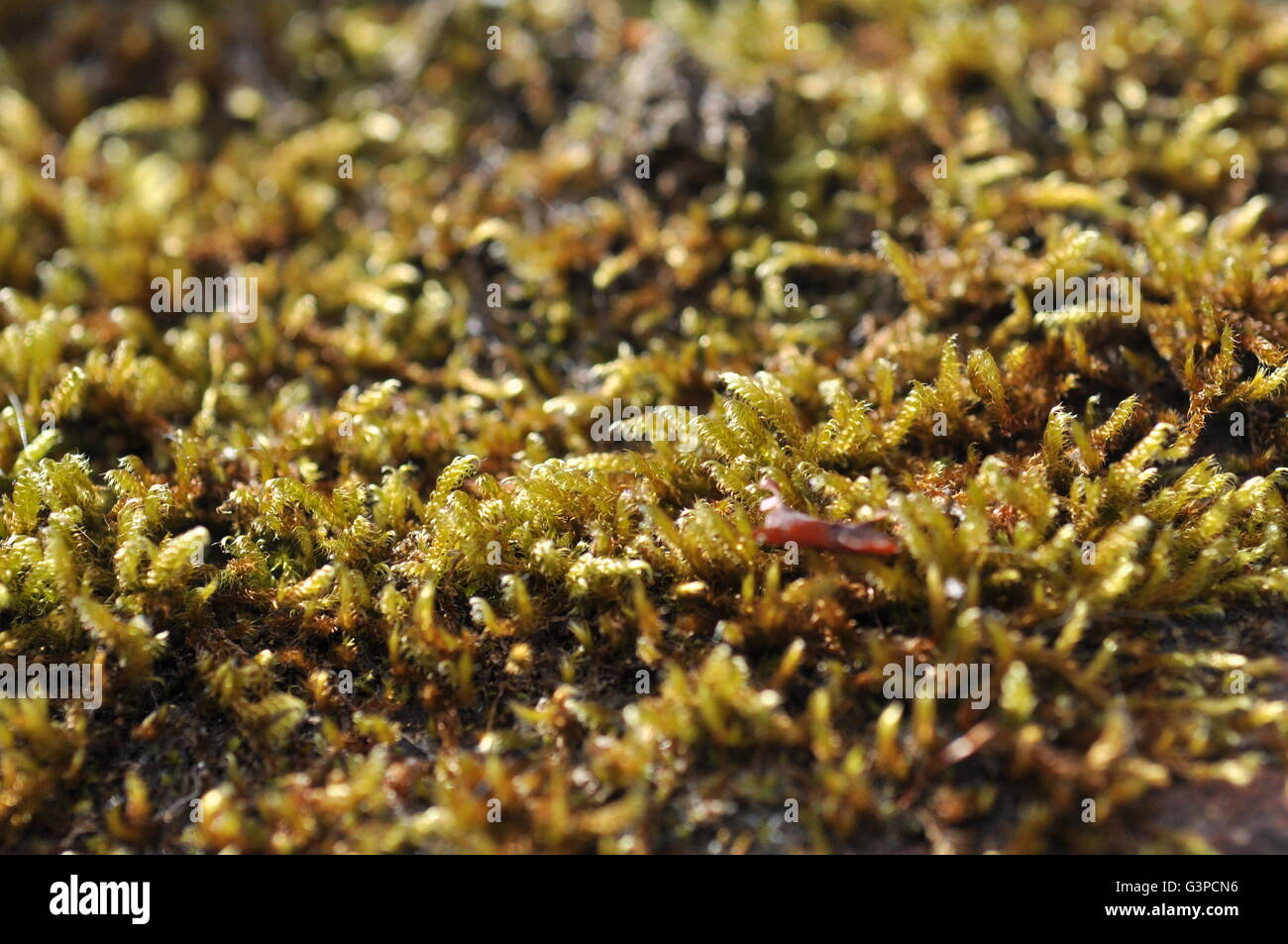 Bryophyta bryophyte moss plant hi-res stock photography and images - Alamy