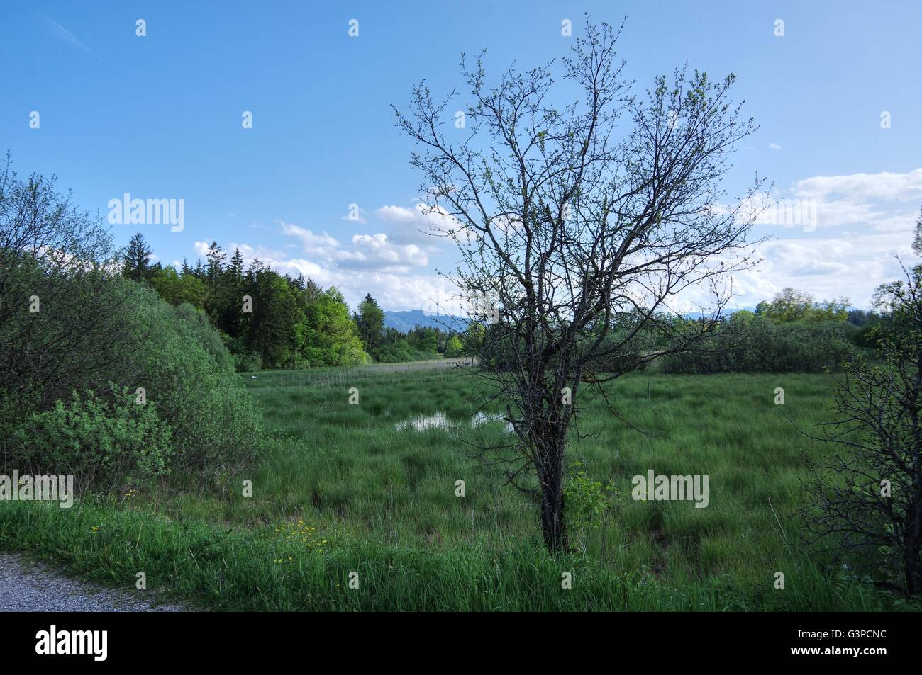 HDR image of a single tree on a meadow Stock Photo - Alamy