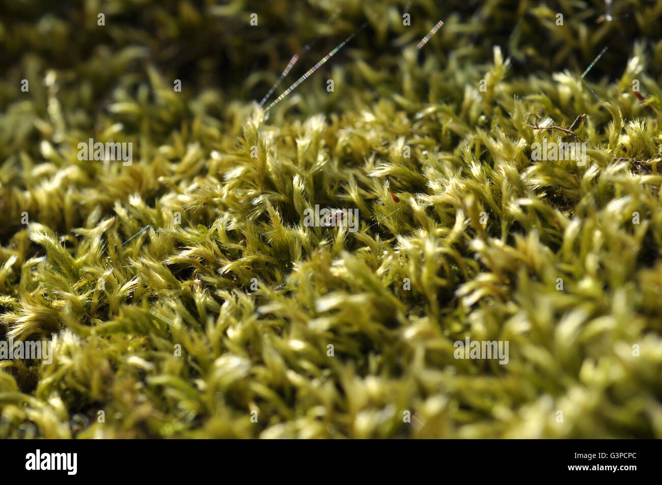 Bryophyta bryophyte moss plant hi-res stock photography and images - Alamy
