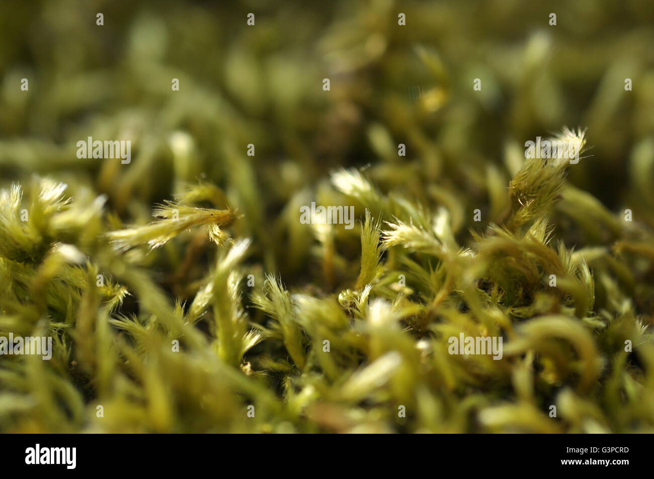Bryophyta bryophyte moss plant hi-res stock photography and images - Alamy