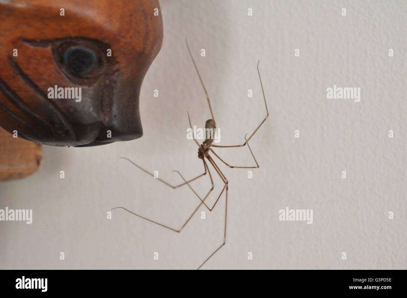 American house spider hi-res stock photography and images - Alamy