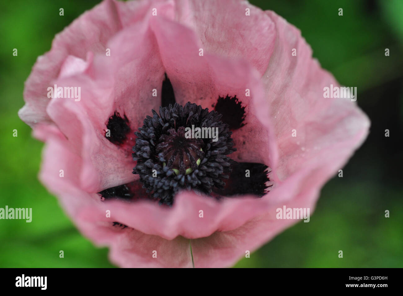 Poppy patty's plum hi-res stock photography and images - Alamy