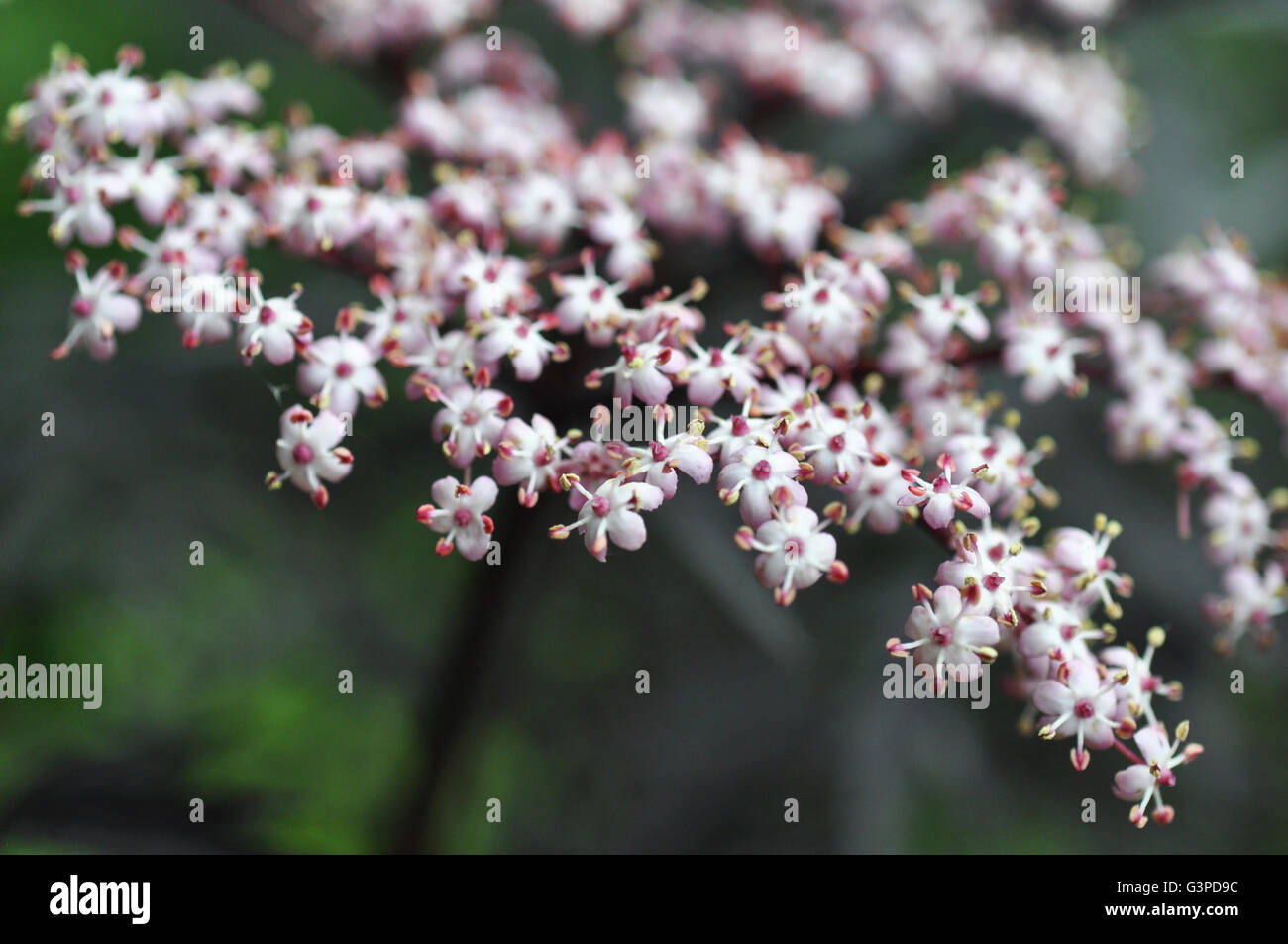 Sambuca black lace hi-res stock photography and images - Alamy