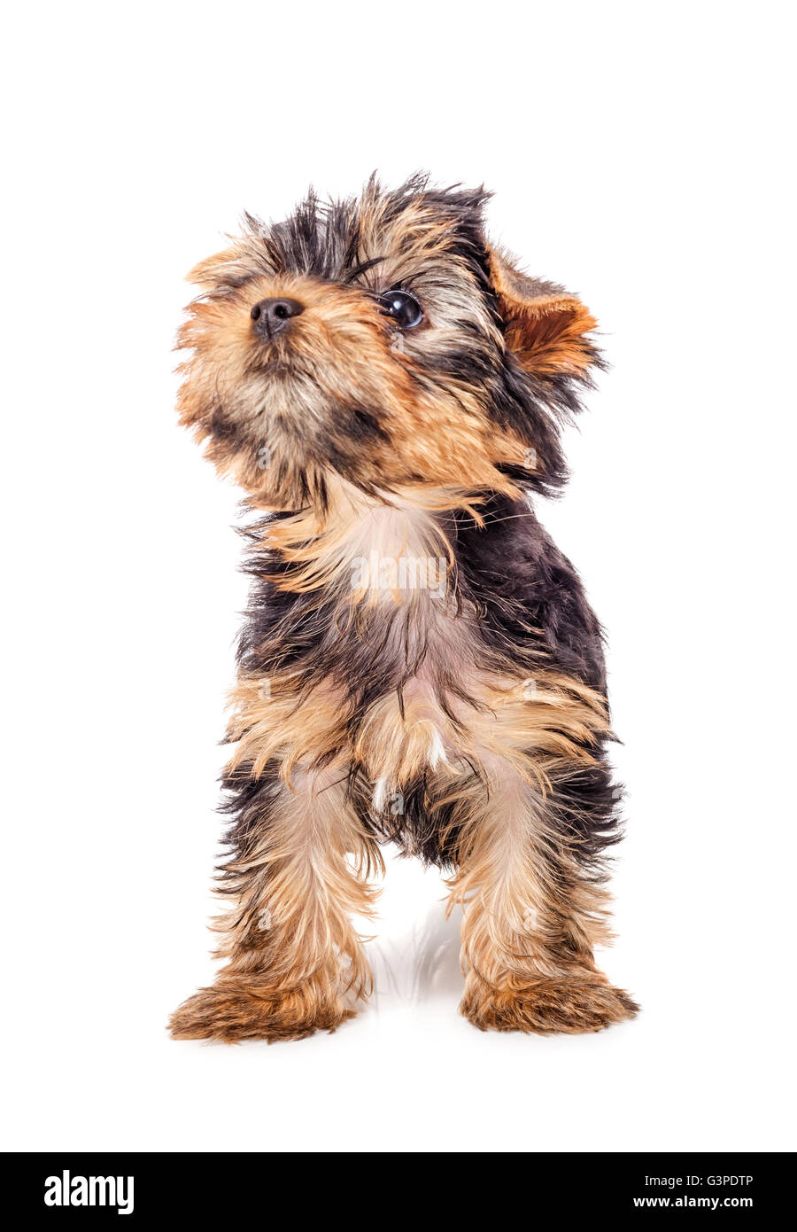 Yorkshire terrier puppy looking up isolated on white background. 3 ...