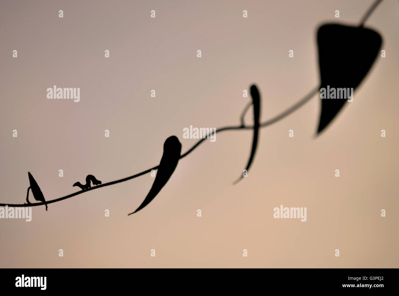 Crawl space hi-res stock photography and images - Alamy