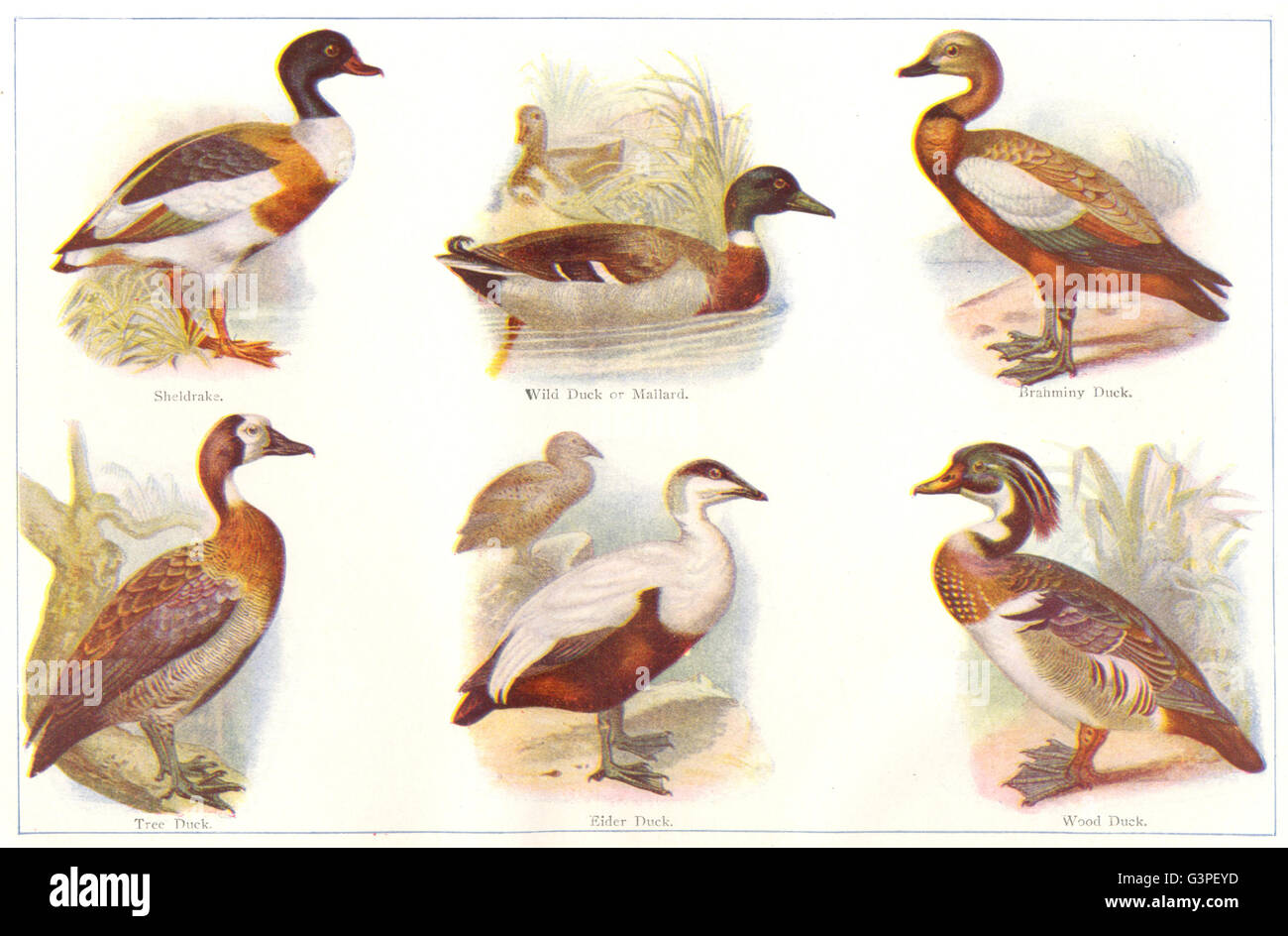 BIRDS: Ducks; Sheldrake; Tree Duck; Mallard; Eider; Brahminy; Wood ...