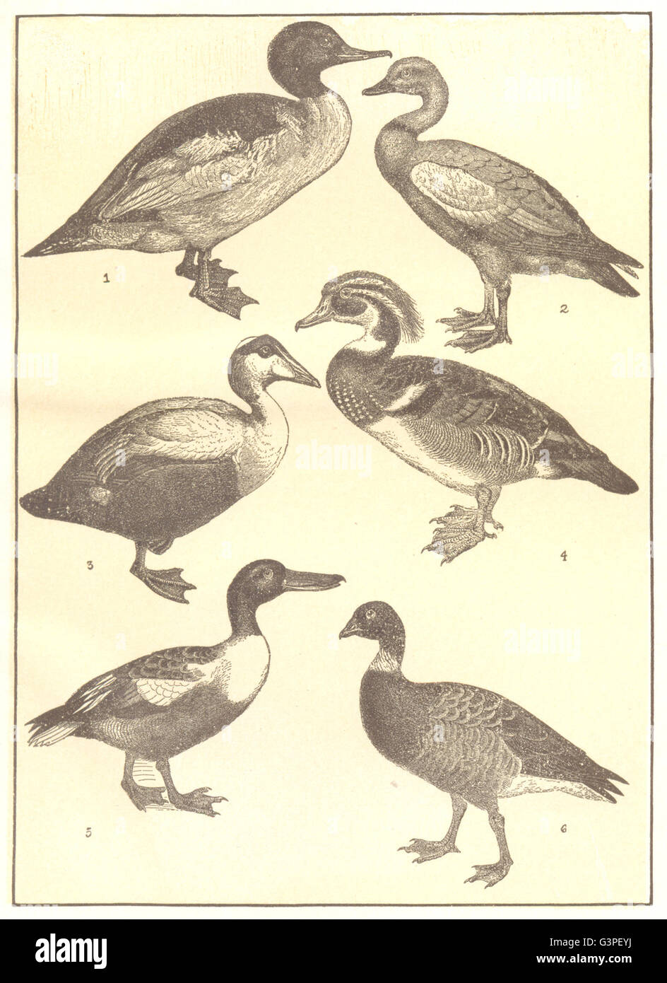 DUCK GOOSE: Goosander; Brahminy; Elder; Wood; Shoveler; Bernicle, print ...