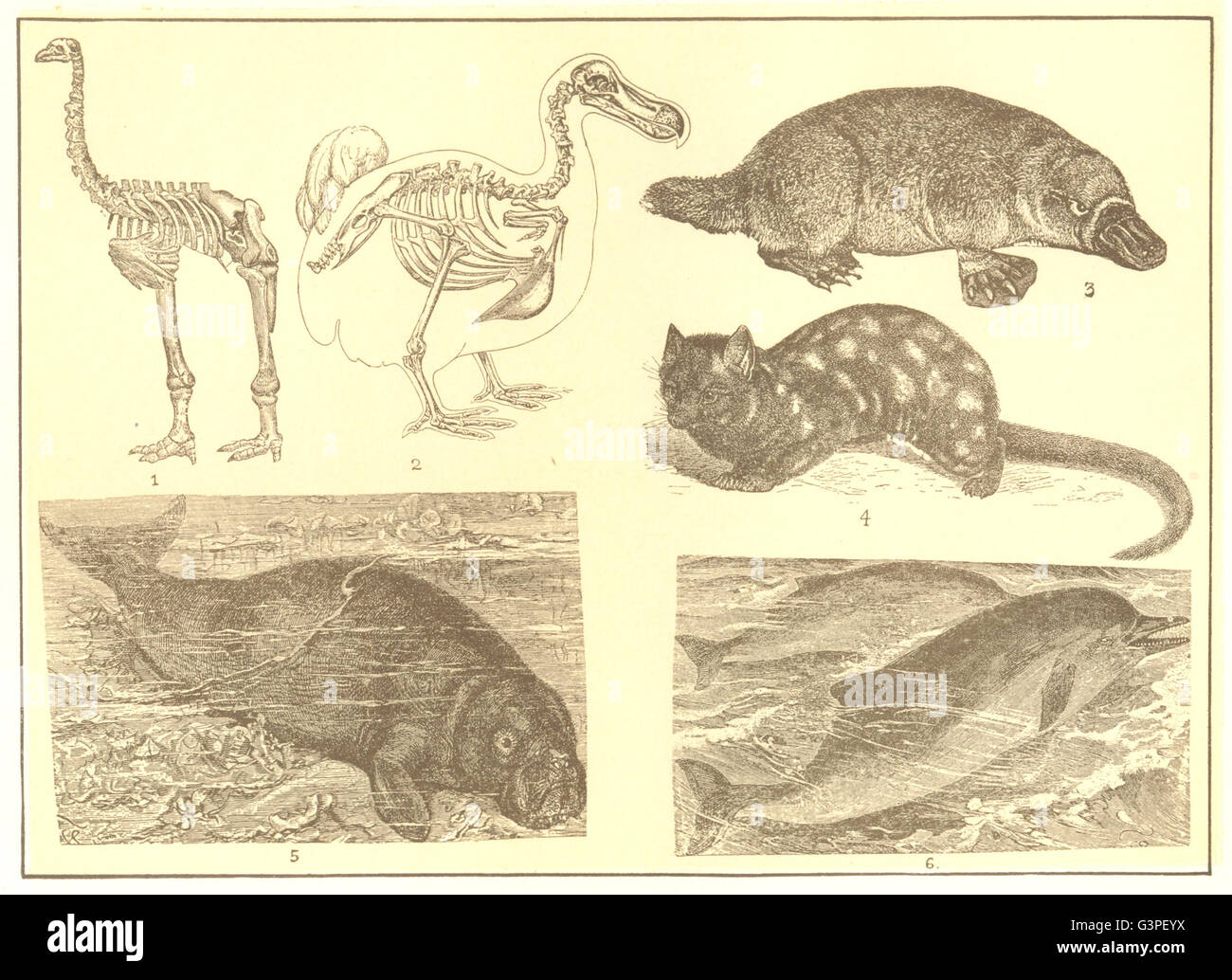 ANIMALS: Elephant-foot Dinornis Dodo Duck bill paradoxure Manatee ...