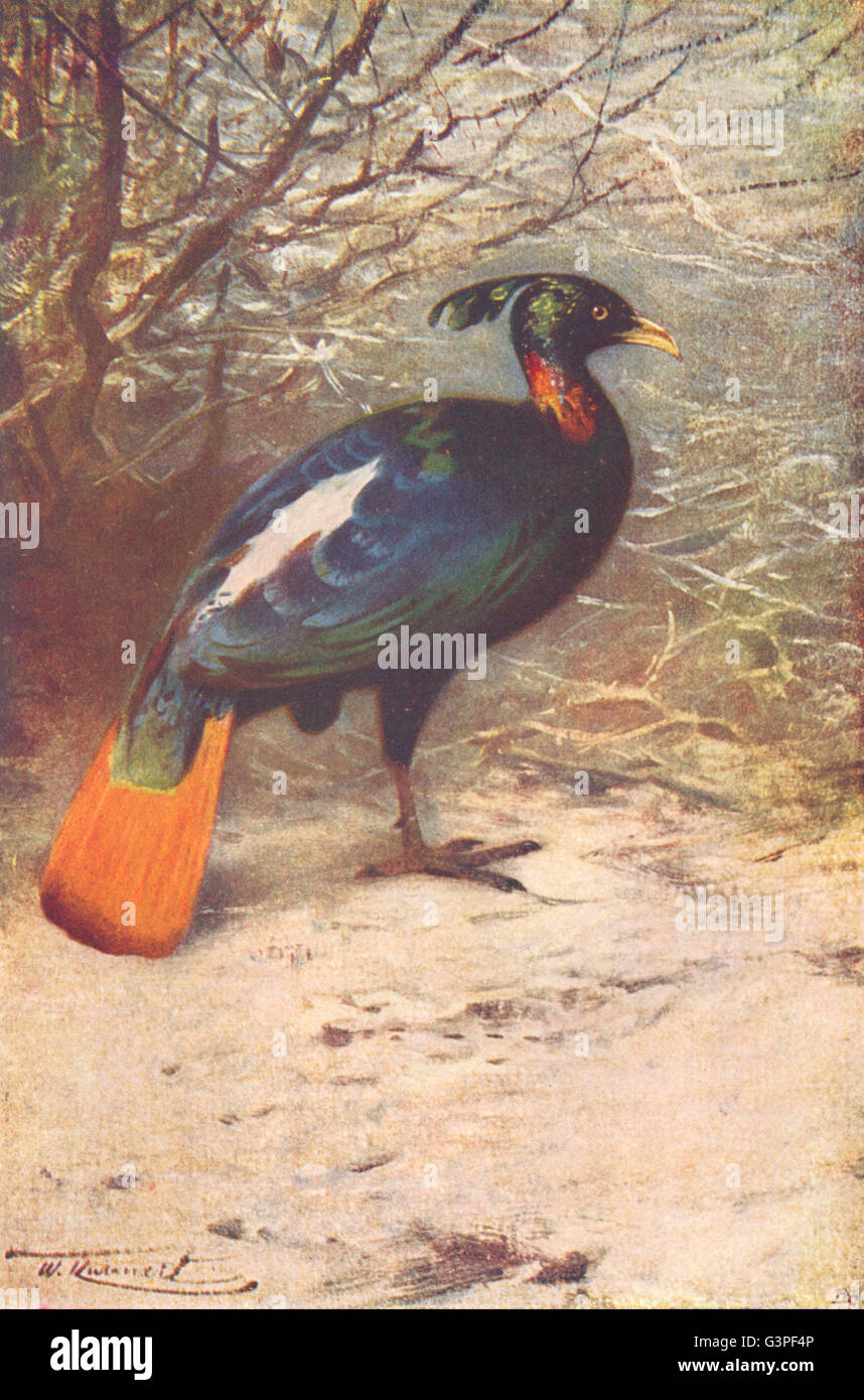 Impeyan pheasant hi-res stock photography and images - Alamy