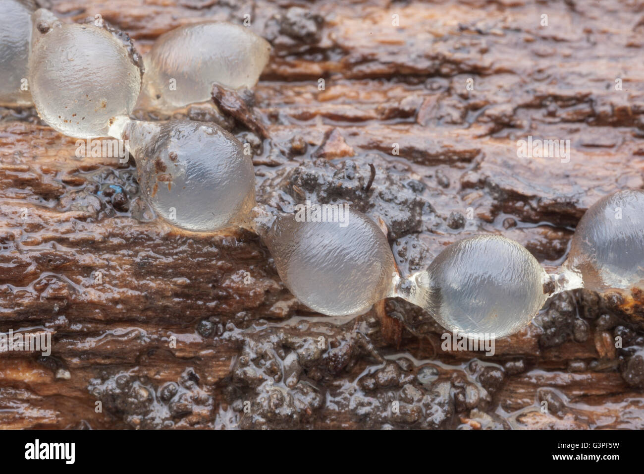 Gastropod Stock Photos & Gastropod Stock Images - Alamy