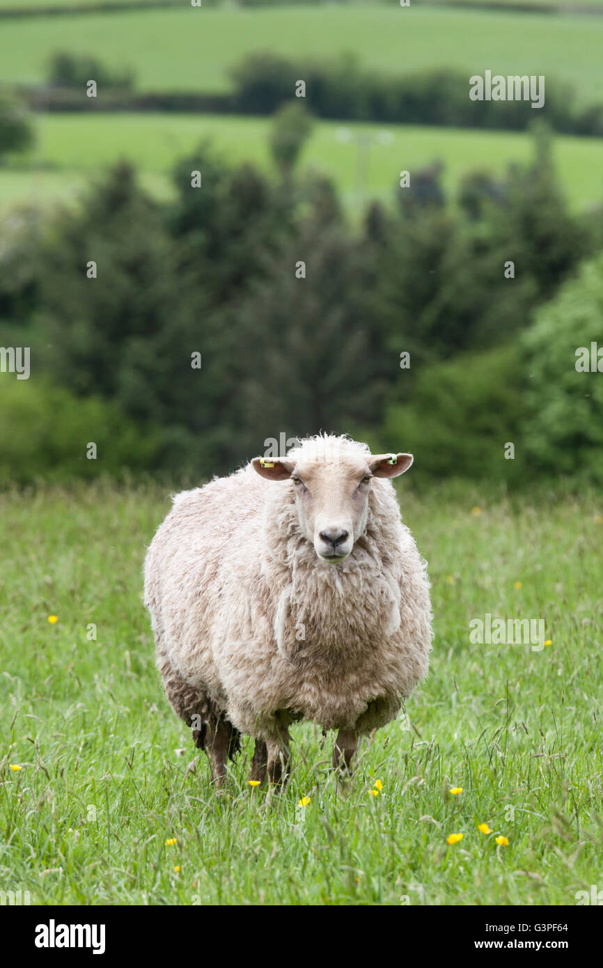 Single sheep hi-res stock photography and images - Alamy