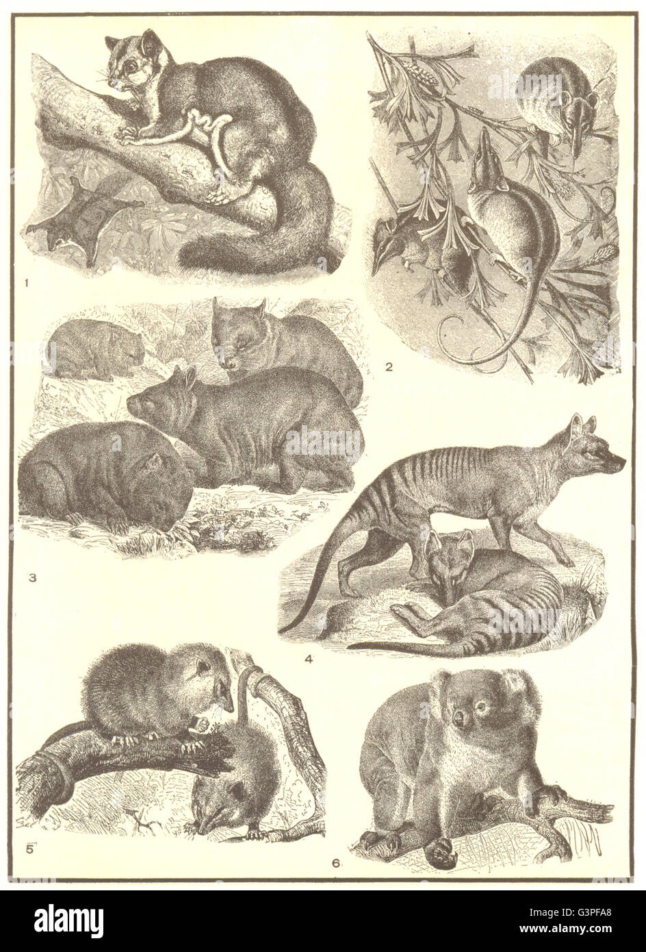 Tasmanian marsupial hi-res stock photography and images - Alamy