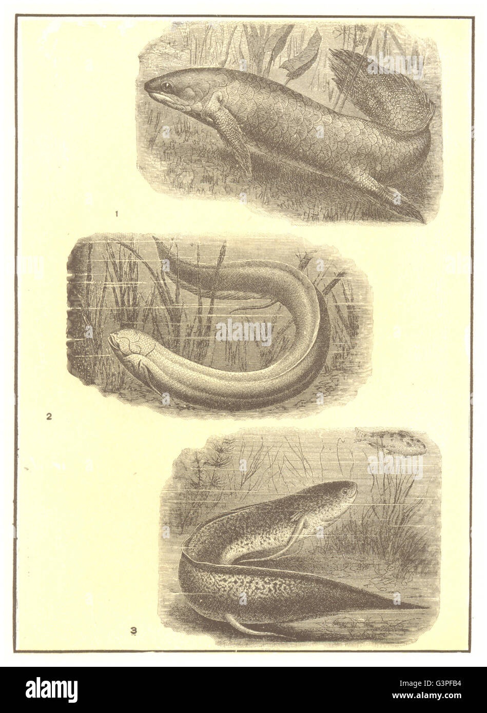 American mud fish hi-res stock photography and images - Alamy