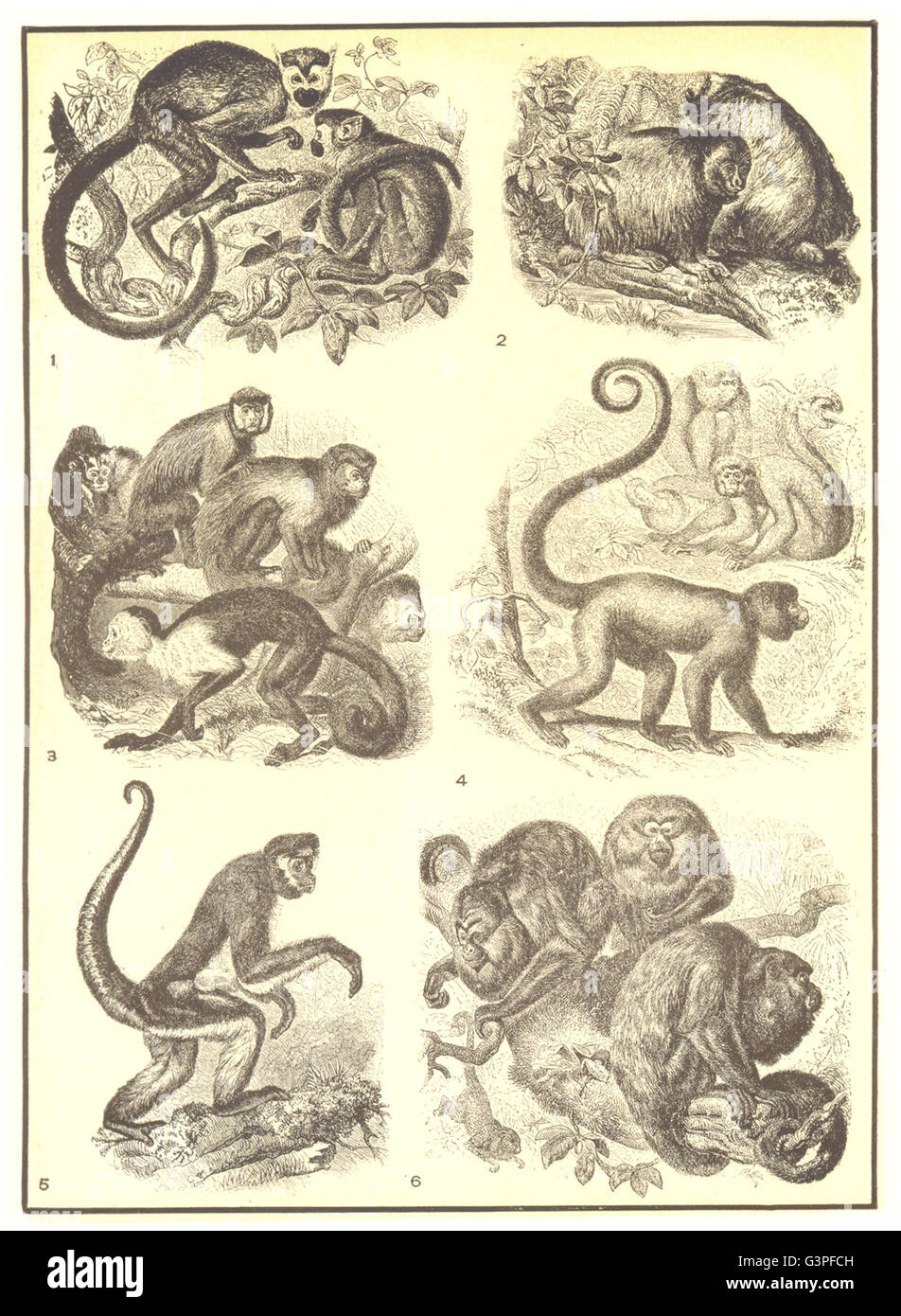 PRIMATES: Titi Death head monkey Uakari Capuchin Barrigudo Spider ...