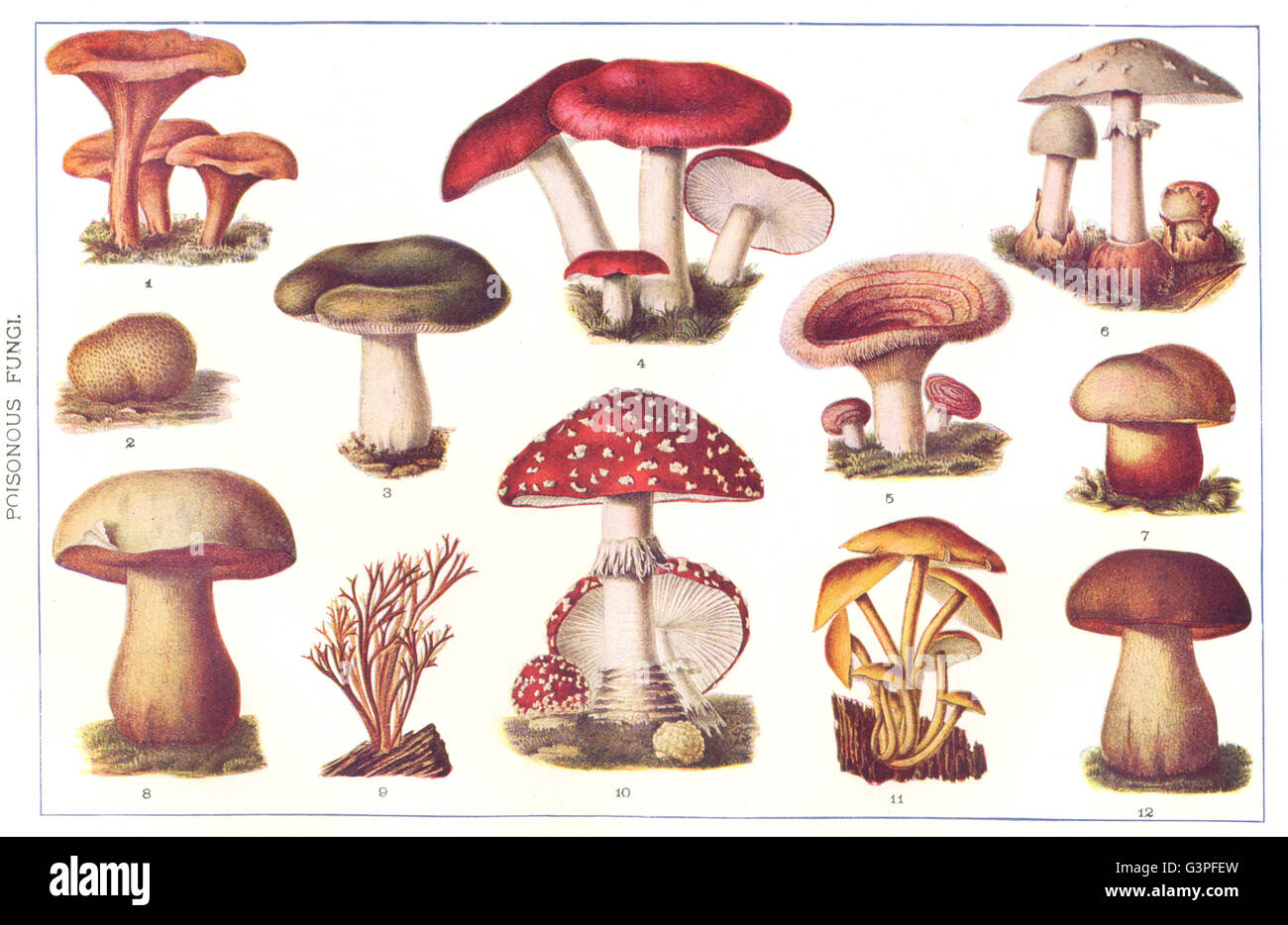 POISONOUS FUNGUS: Toadstool Cantarelle Puffball Green Devil Satanic ...