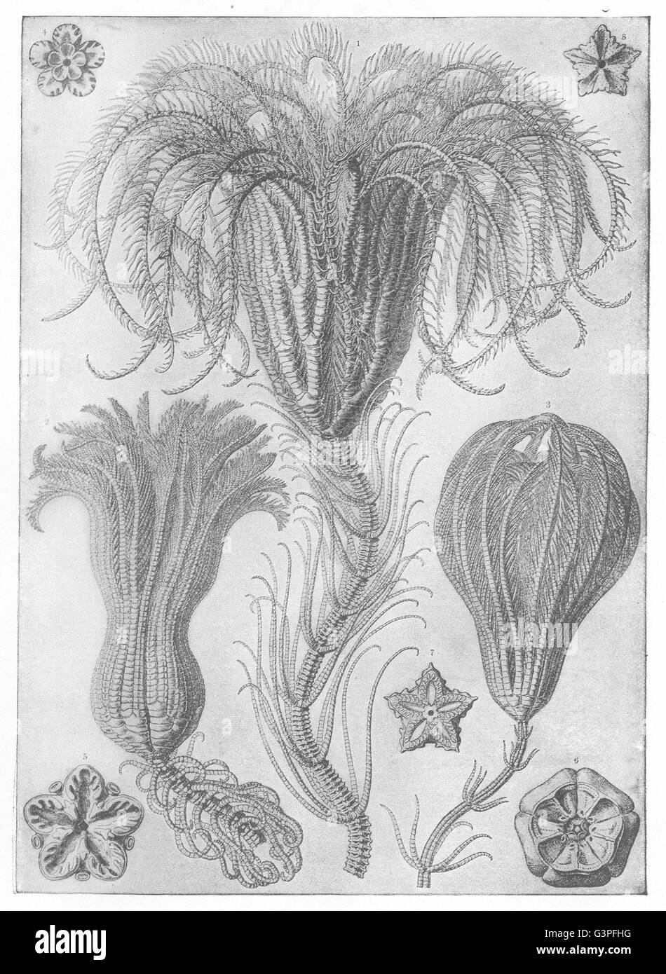 Crinoids Black and White Stock Photos & Images - Alamy