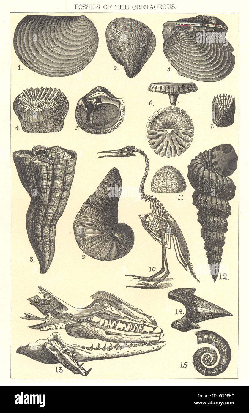 CRETACEOUS FOSSIL:Inoceramus concentricus Exogyra columba Cripsi ...