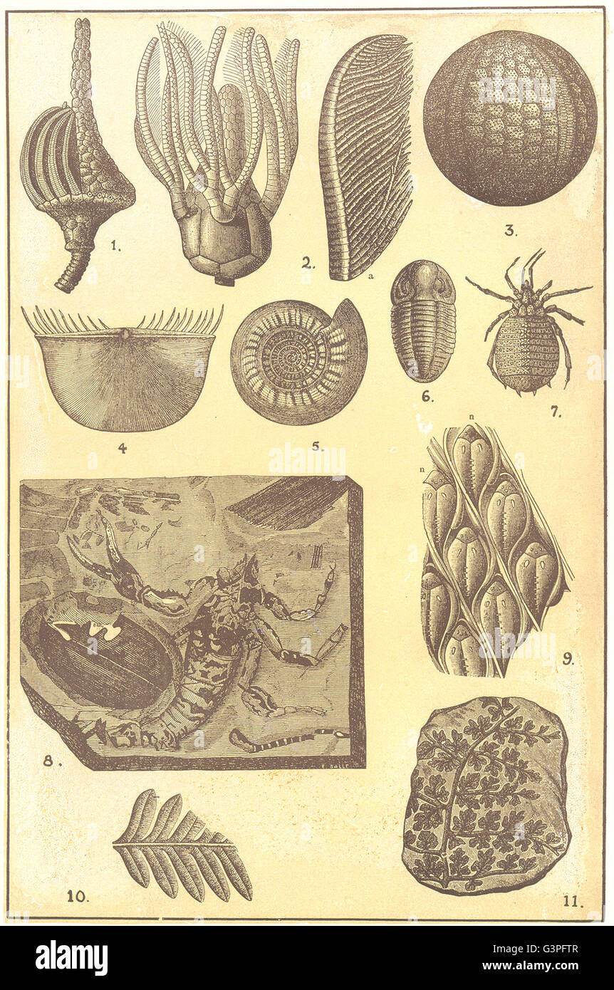 CARBONIFEROUS FOSSILS: Actinocrinus; Platycrinus; Plaeechinus; Chonetes ...