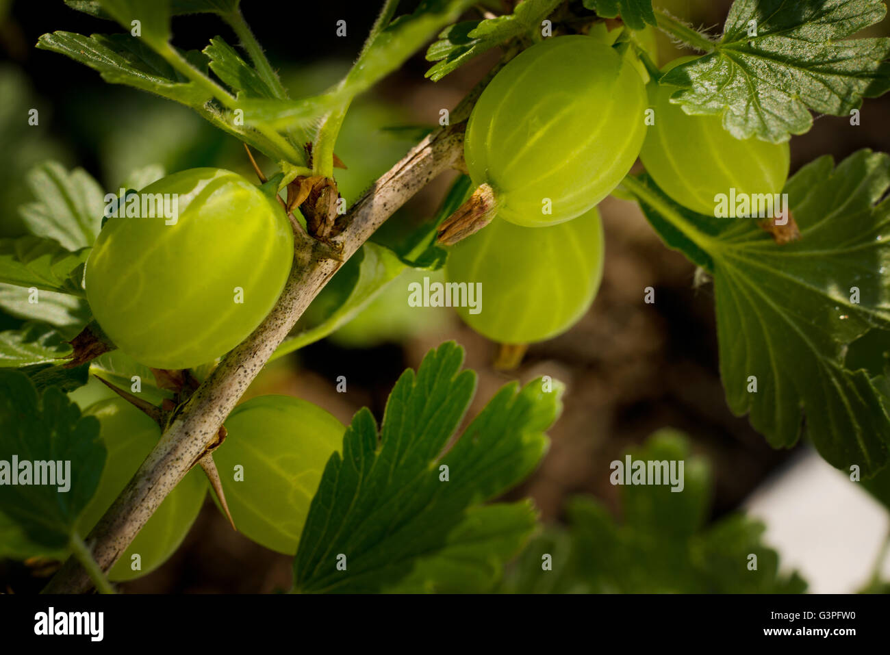 Gooseberries on gooseberry bush hi-res stock photography and images - Alamy