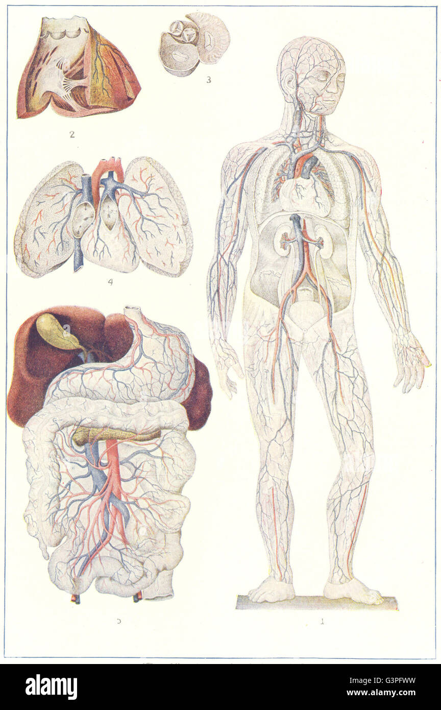 CIRCULATORY SYSTEM: Human body; heart; blood, lungs, digestive tract ...