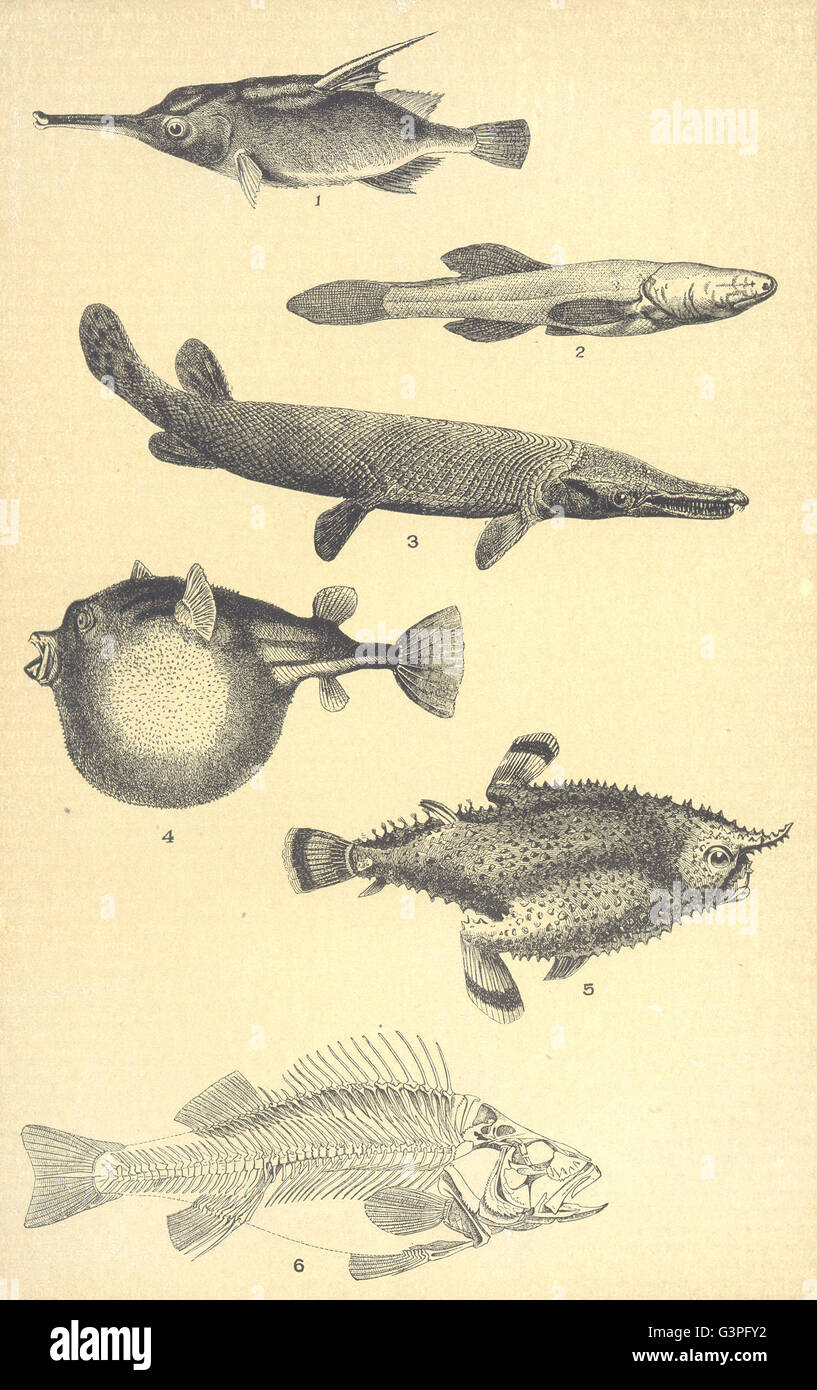 FISH: Bellows; Cave; Bill; Balloon; Bat; Bass(Perca Fluviatilis), print ...