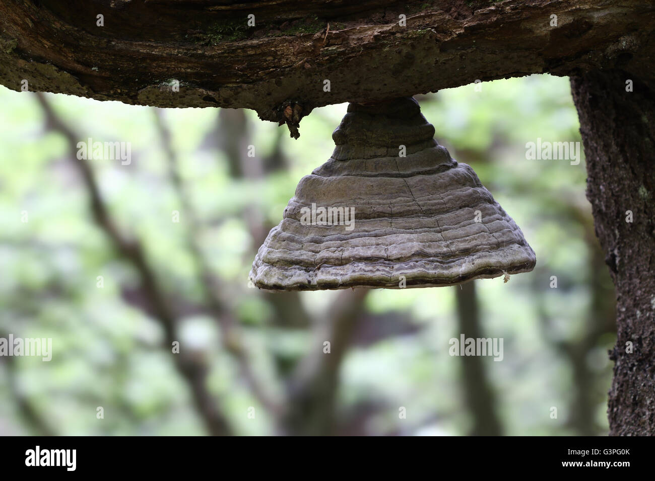 Detail of the bizarre polypore on the branch of an old beech tree Stock ...