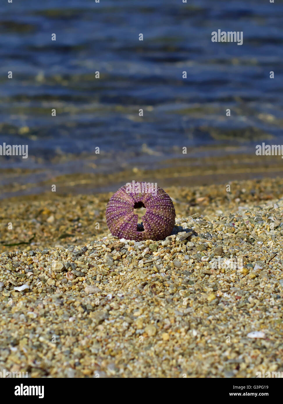 Sea urchin shell hi-res stock photography and images - Alamy