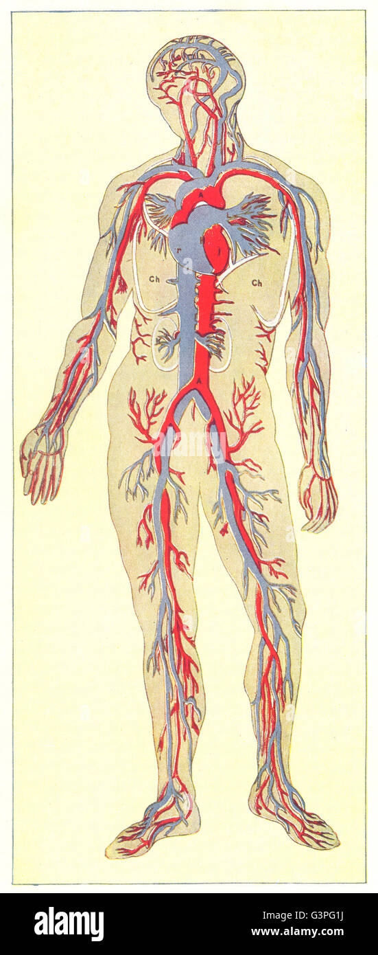 BIOLOGY: Blood-general blood vessels; Arteries are in red; veins blue ...