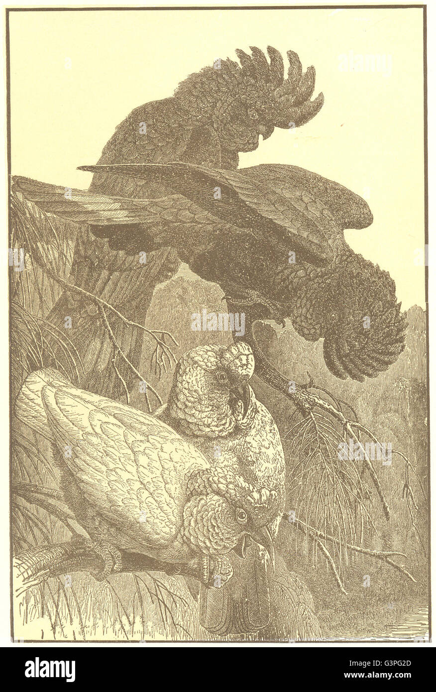 BIRDS: Cockatoos; Slender-billed Cockatoo; Black Crow, antique print ...