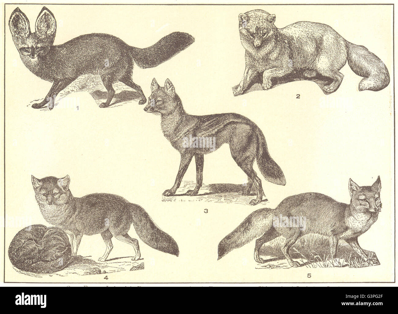 Silver fox fox hi-res stock photography and images - Alamy