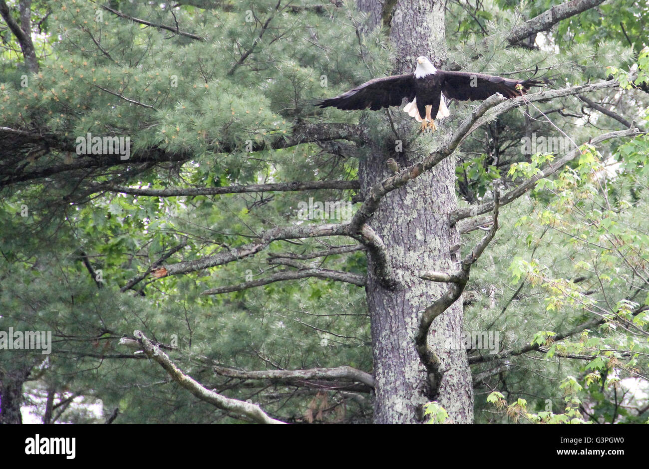Bald eagle flying from tree hi-res stock photography and images - Alamy