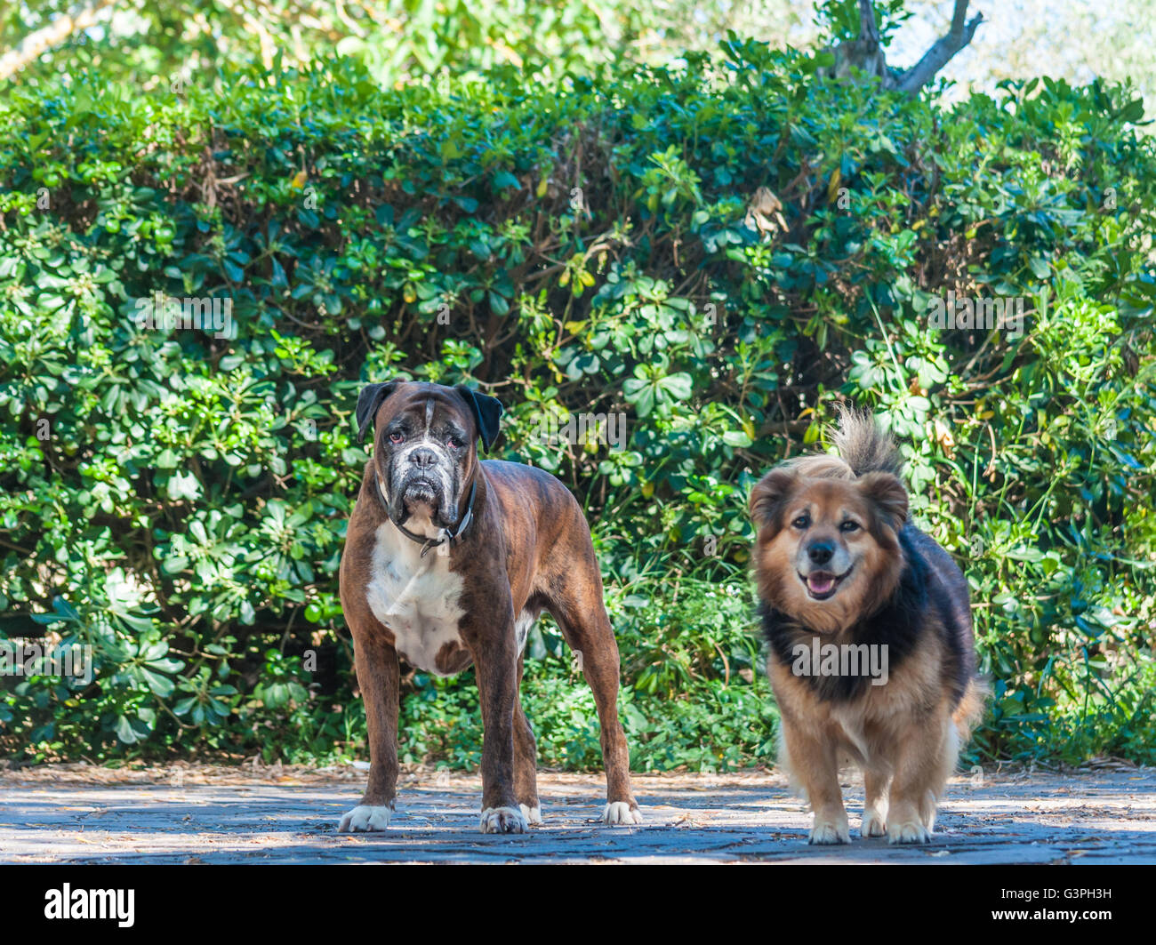 Boxer puppy garden hi-res stock photography and images - Alamy