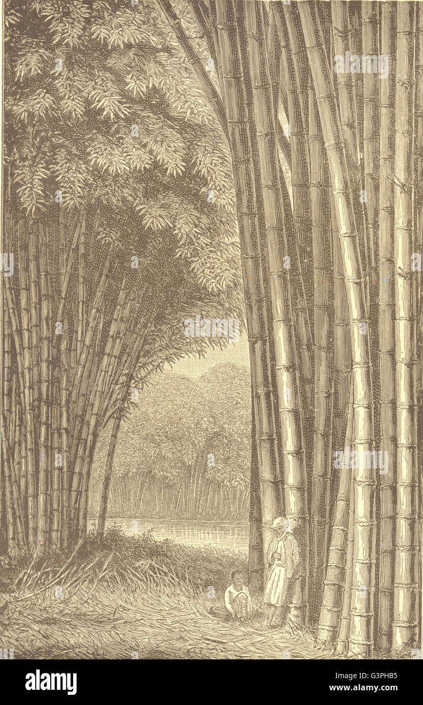 INDONESIA: Bamboo Grove in Java, antique print 1907 Stock Photo - Alamy